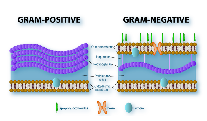 Diagrams of Gram positive and Gram negative bacteria